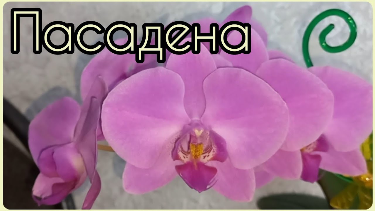 Розово-сиреневая ОРХИДЕЯ Пасадена?Цветение после восстановления?Небольшая история ФАЛЕНОПСИСА?