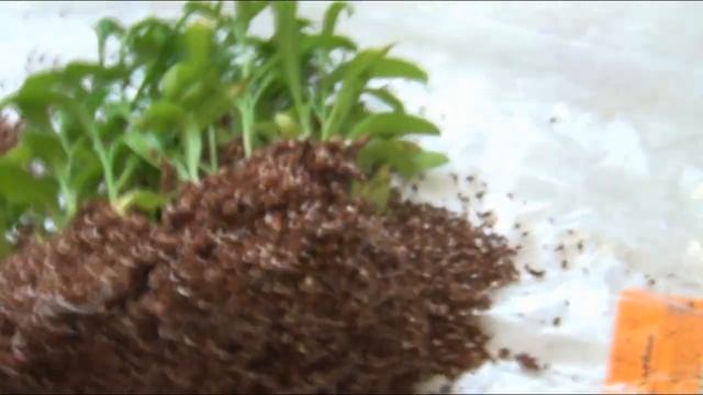 Все видео_Красный вермикулит РУЛИТ .mp4