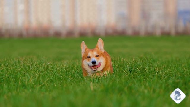 #НашиВерныеДрузья#ВИДЕОKLASS#ЖаннаДаценко#ПреданныеДрузья#Собачки#ОНИкакМЫ#АндрейОбидин-Поездвстрану