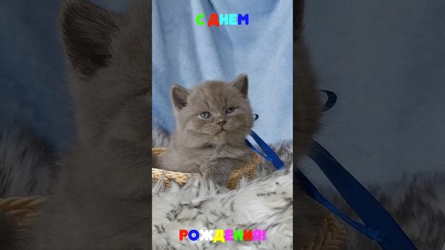 Поздравление с днем рождения девочки Саши от Марсика и Лео.
