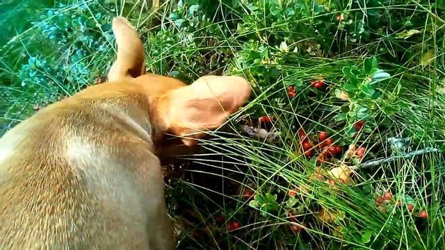 Сбор брусники