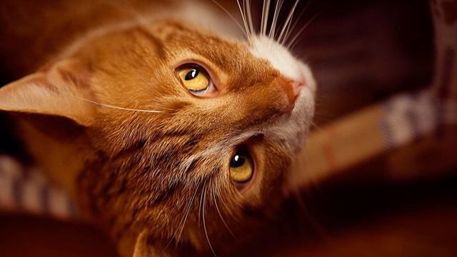 Tony O´connor. Sunrise