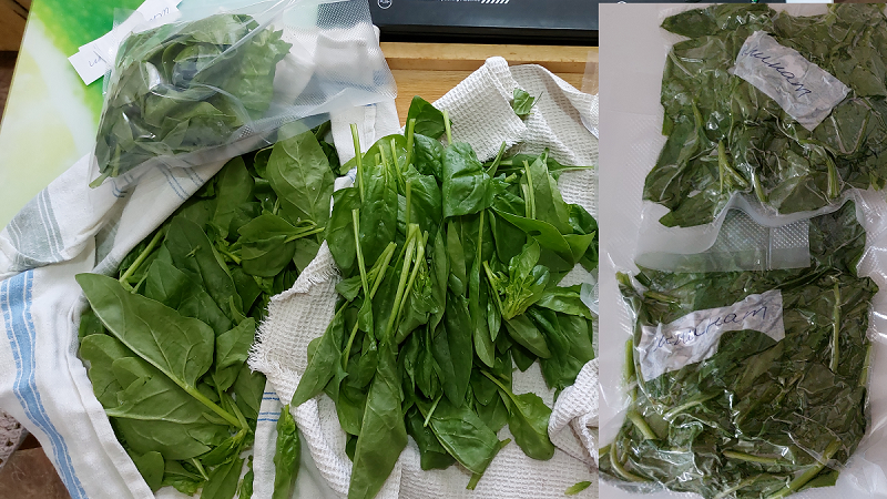 Шпинат на зиму. Хранение.