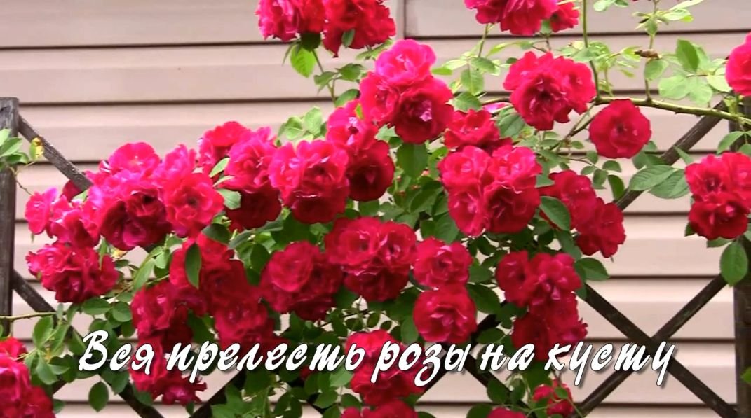 Вся прелесть розы на кусту. Дачные картинки 2022.mp4