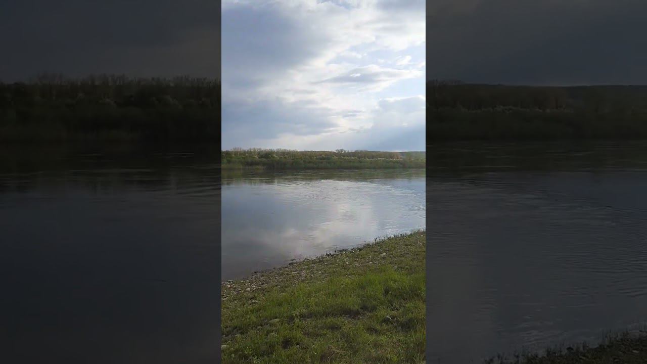 Утка с утятами убегает