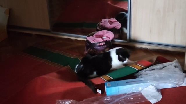 Играюсь с ковром