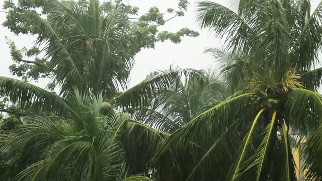 Проливной тропический дождь