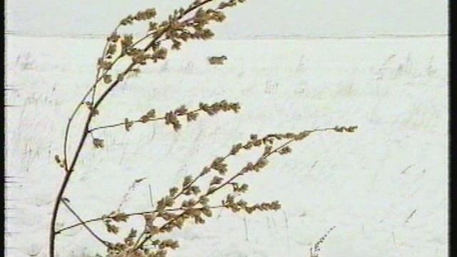 1999г., Пушкин 1.wmv