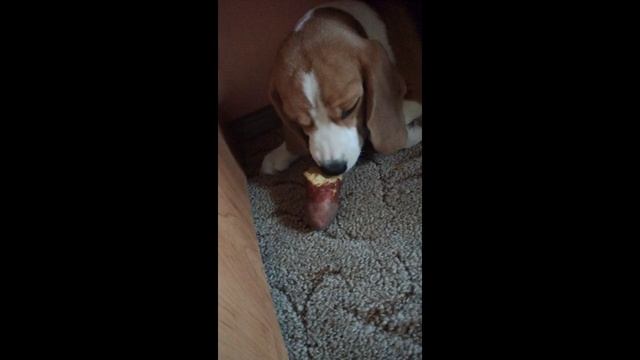 Ох уж этот вечно голодный бигль...)))