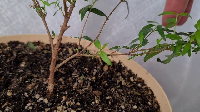 Розовеющий 9