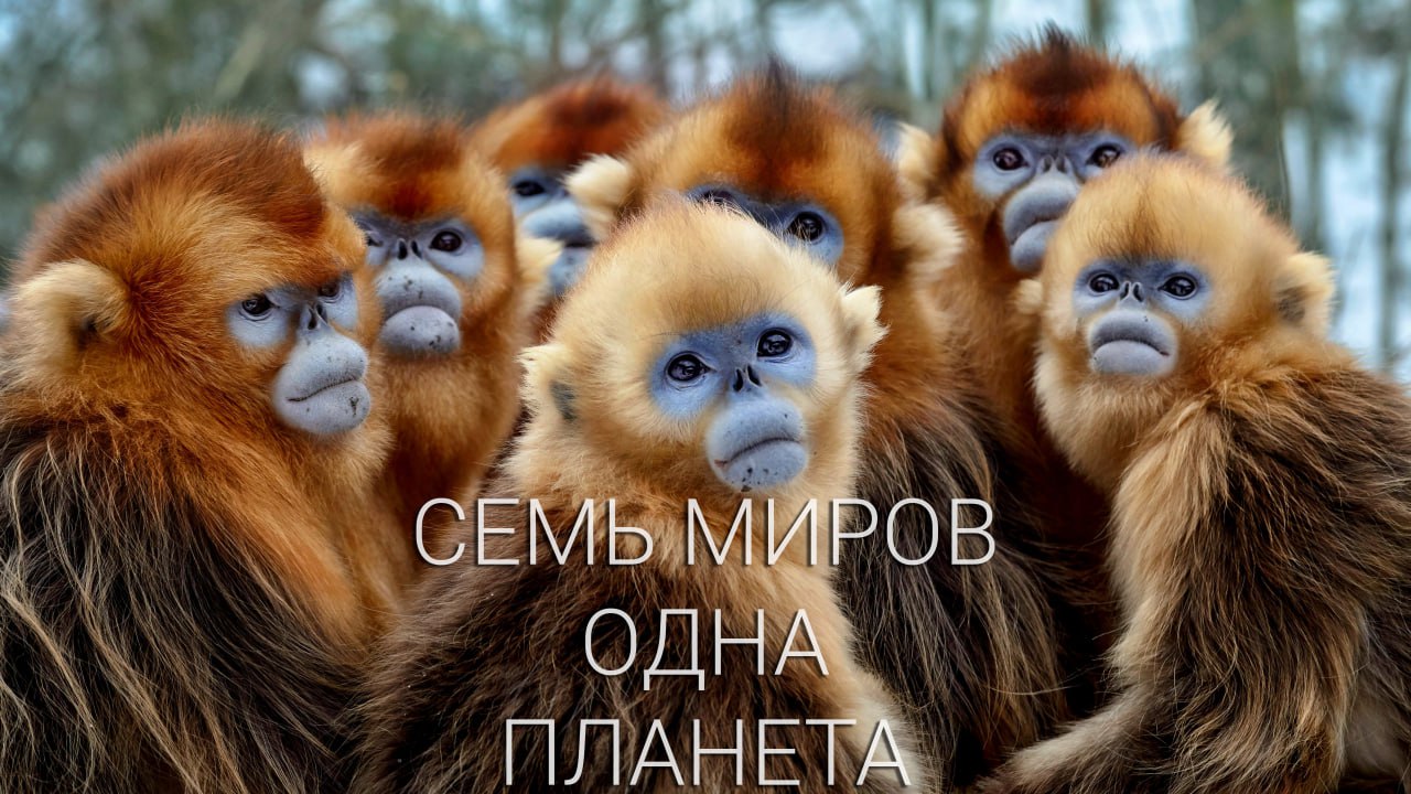 Семь миров, одна планета 6 серия «Северная Америка» (документальный сериал, 2019)