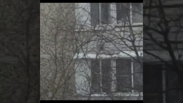 Белочка 634664457644