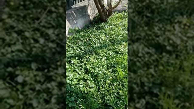 7.059.IT.IOPOTEVONASHEREINPAESENERO_1006_1013..PROPHET. SHCHERBAKOV. ЩЕРБАКОВ АРТЕМ