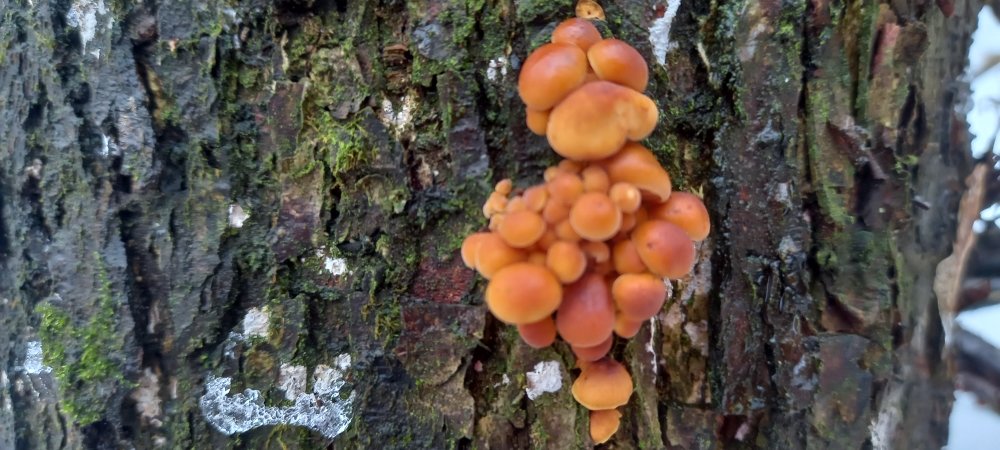 ❗ГРИБЫ В ДЕКАБРЕ❗ЗИМНИЕ ОПЯТА И ИУДИНЫ УШИ❗10.12.2022 г. Курская область❗