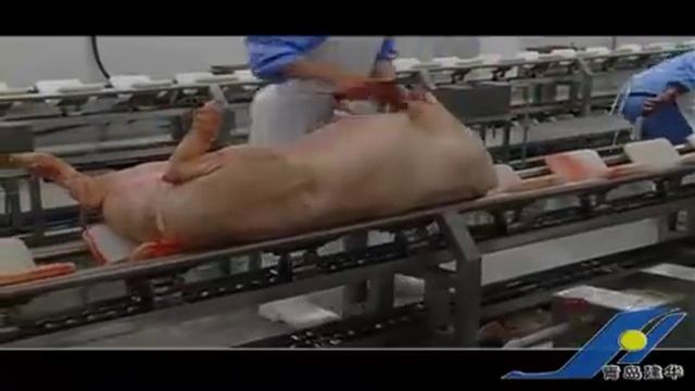 Линия убоя свиней