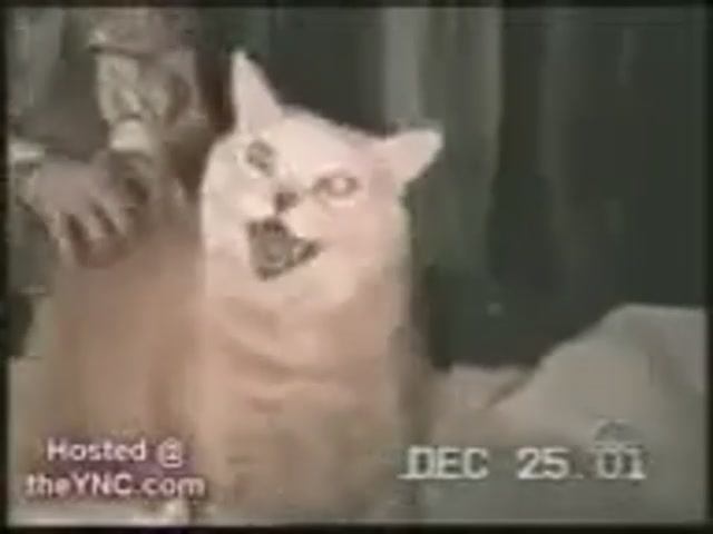 (Перезалив с удалённого Ютуб-канала): Мем-ролик Кошки (21.11.2007)