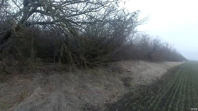 Работа Бретона в густой лесополосе с подачей зайца.mp4