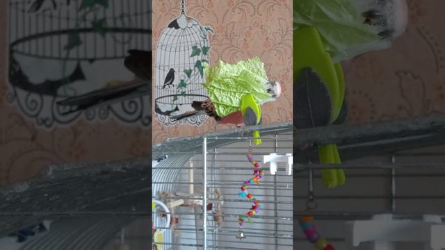 Розовобрюхий попугайчик и японская амадина едят  листик салата.