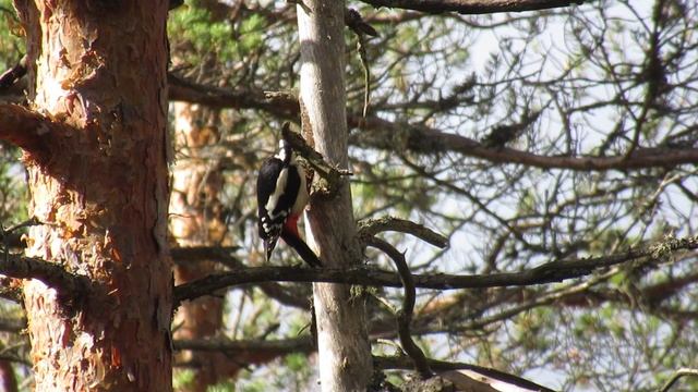 Самка большого пёстрого дятла стучит по дереву