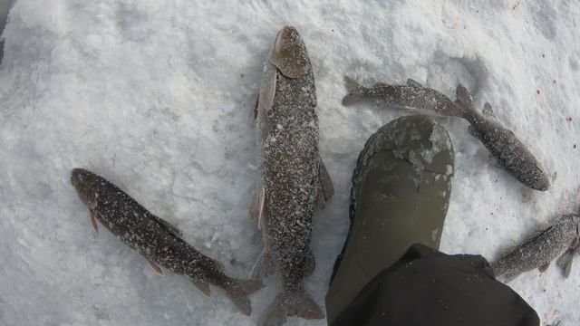 Ловим Ленка и Хариуса