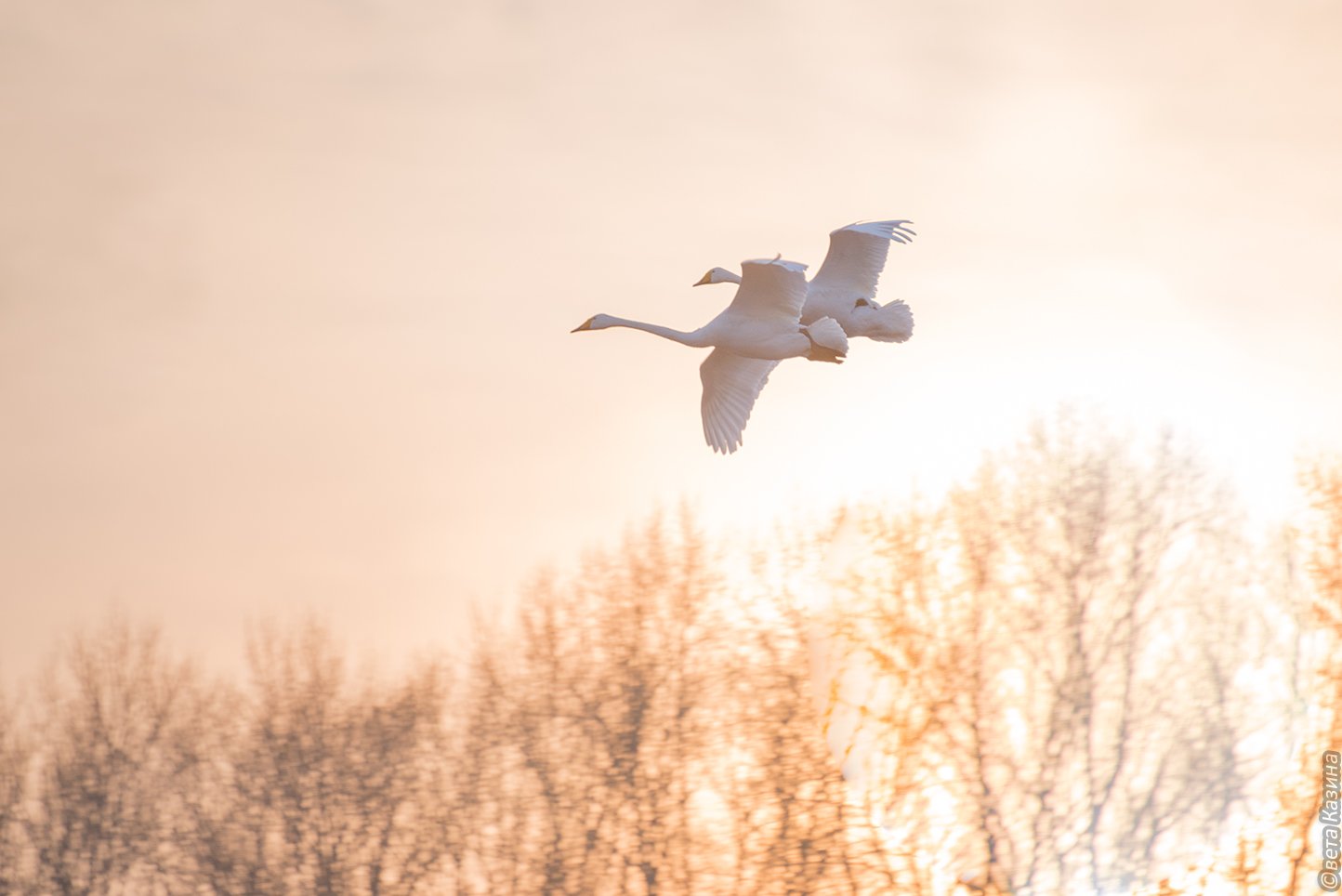 Александр Пирч "Верность" (музыка Александра Пирча, слова Ирины Скибиной)