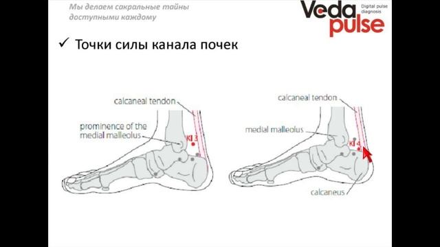 Канал Почек, диагностика и методы воздействия