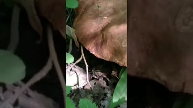 ❗Уже совсем скоро будем собирать?❗