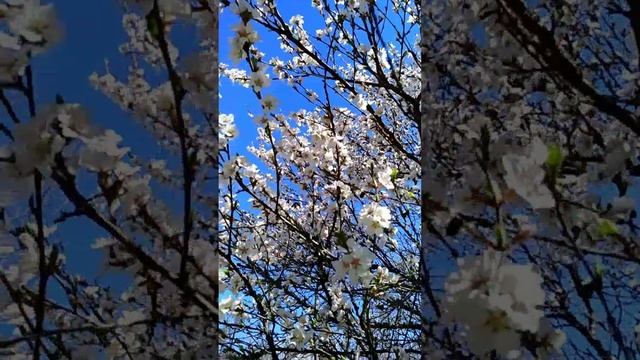 Моя 🥰 Сакура - Войлочная вишня - (Китайская вишня)