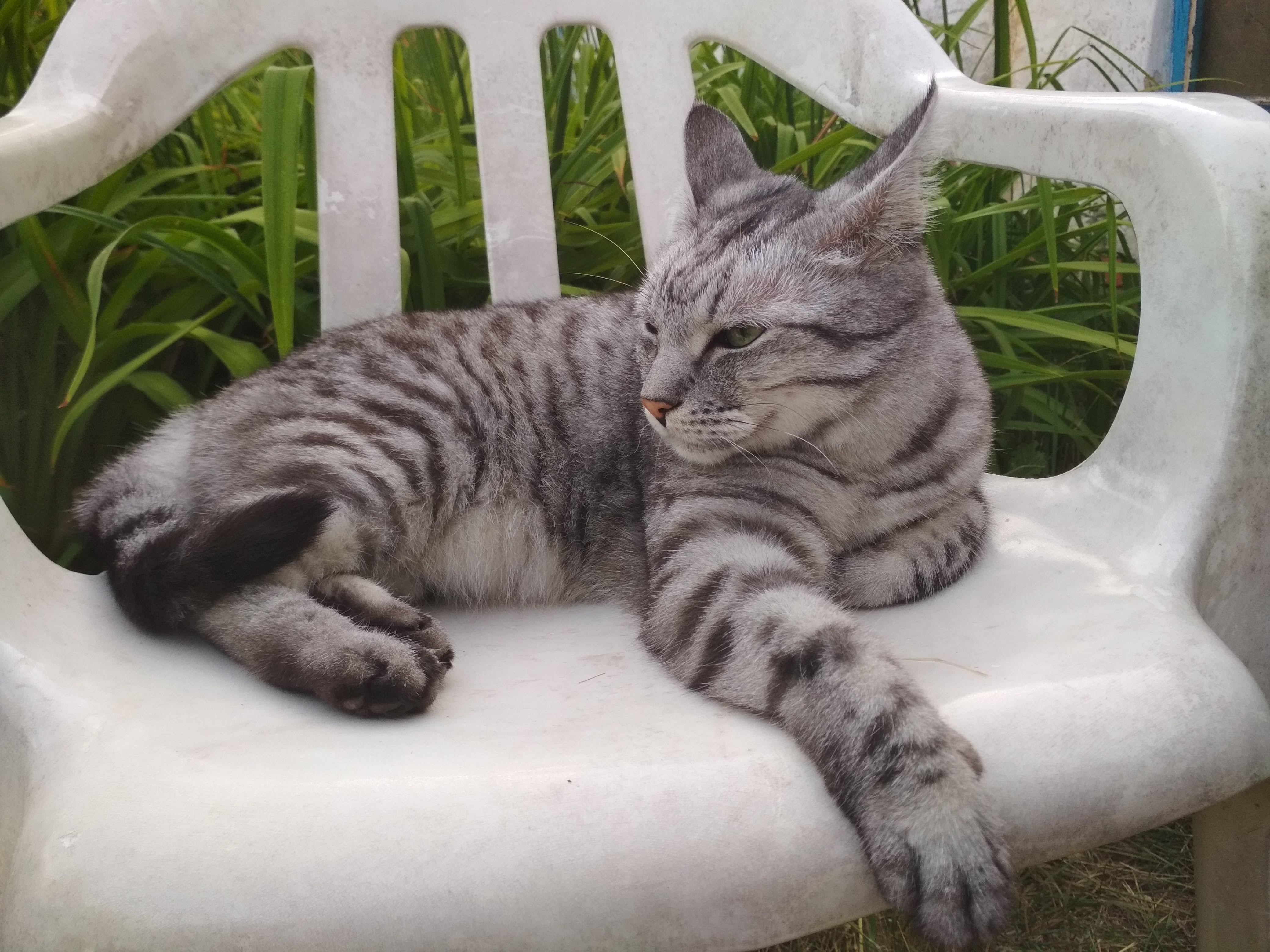 Дмитрий TV. В Память О Моём Любимом Коте Тимофее.