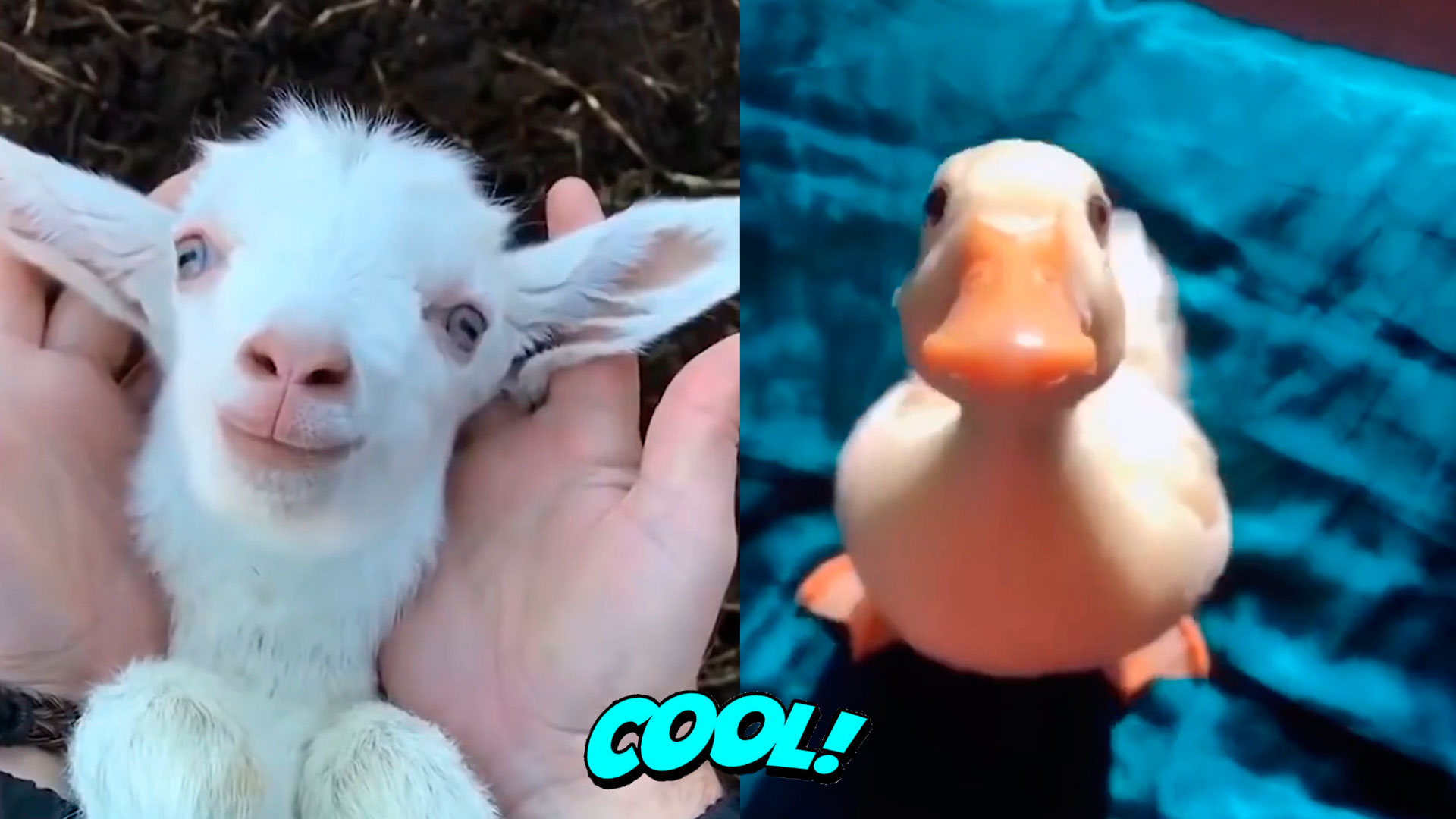 Самые смешные кошки и собаки- Милые животные #8.mp4