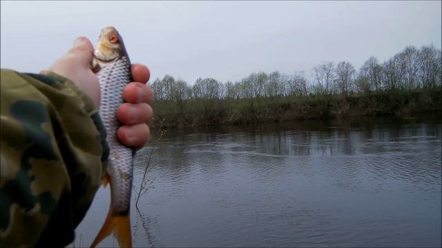 Добавил всего пару капель этого масла в прикормку