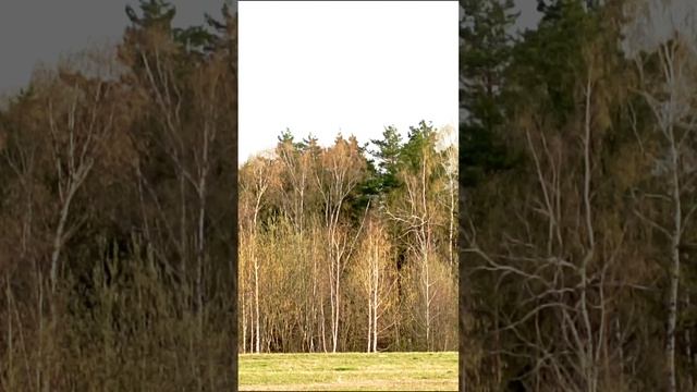 Мой роман - ваш эпизод. Н.Милованова-Сосновская. Авторское исполнение