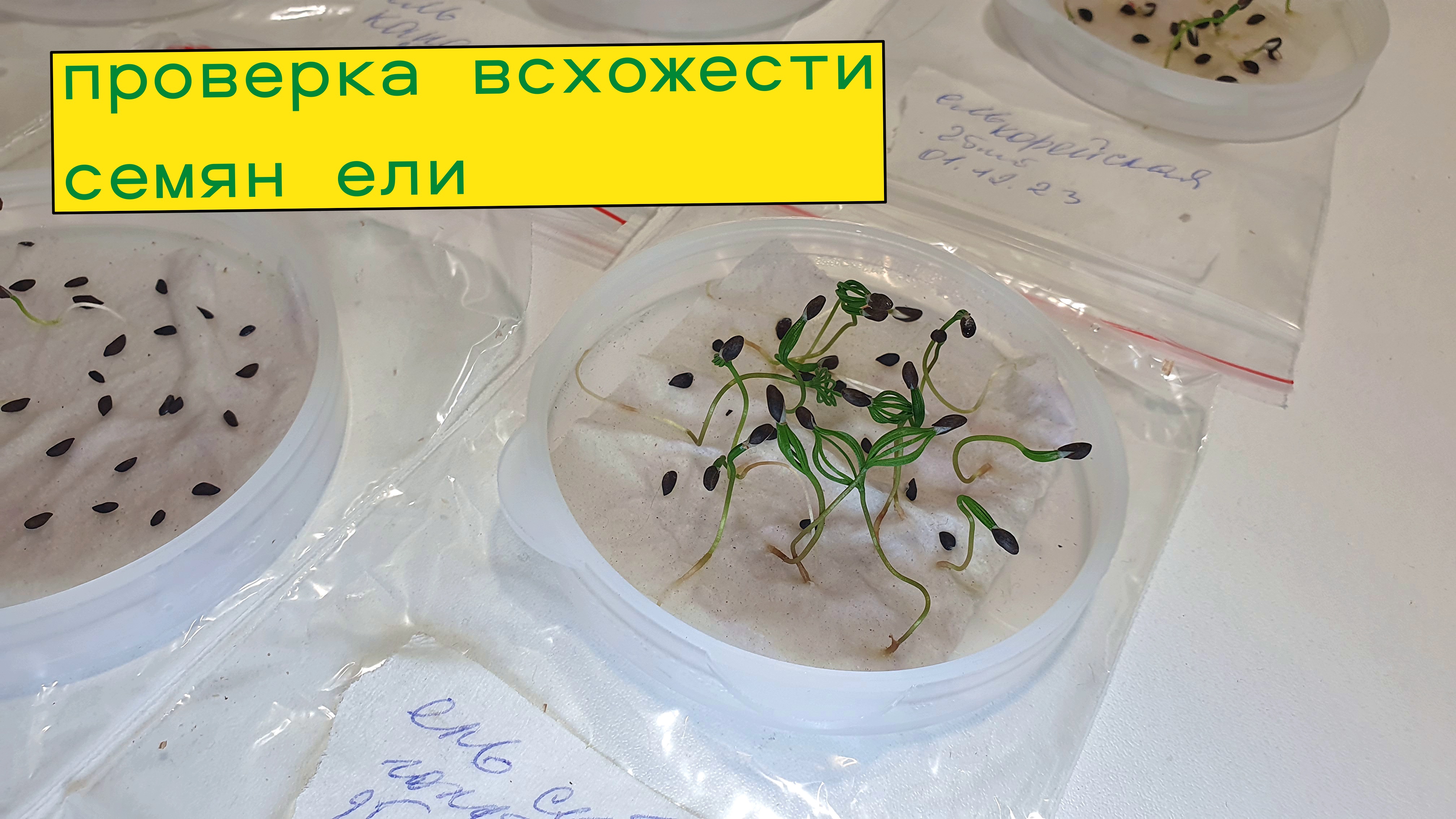 Проверка всхожести семян ели 2023 год