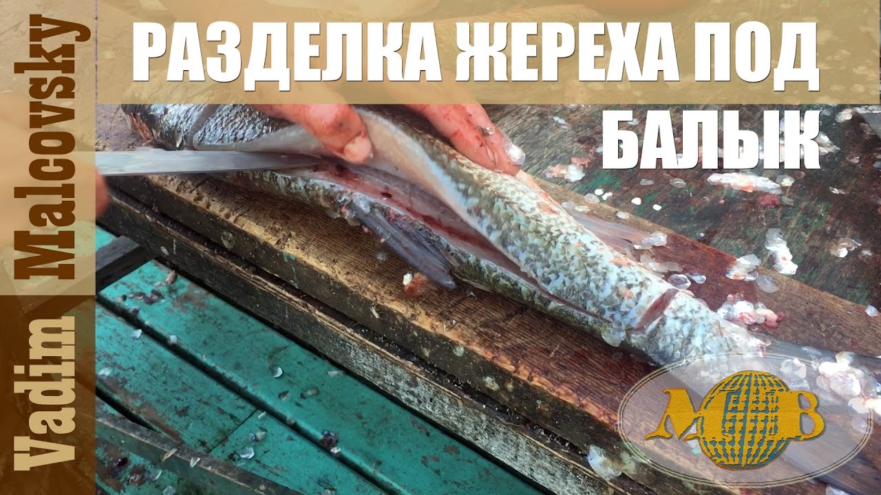 Как разделать жереха для балыка или балык из жереха. Мальковский Вадим