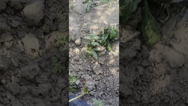 Малинки, малинки…