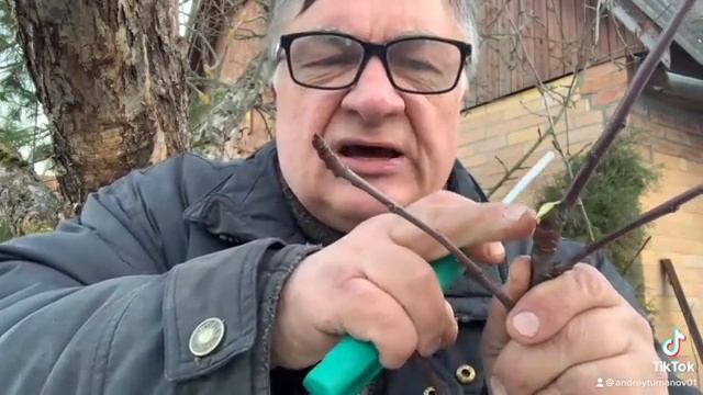 Весенняя обрезка сада. Острые развилки!