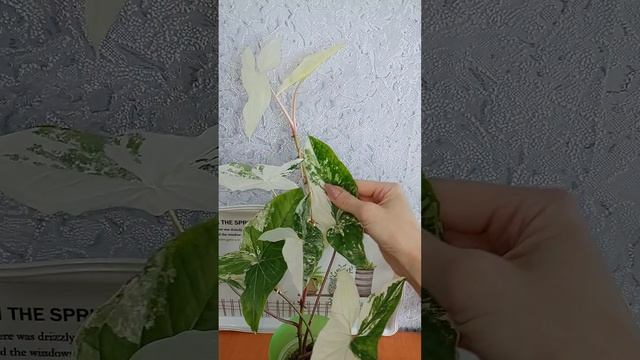 Подвожу #итоги ? #Сингониум Империал Вайт?Коррекция сортового окраса? #цветы #растения #shorts