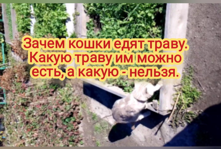 Зачем кошки едят траву. Какую траву им можно есть, а какую - нельзя.