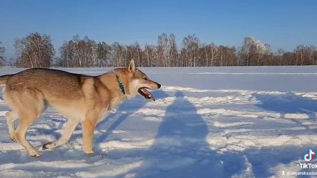 Слоумошные влчаки