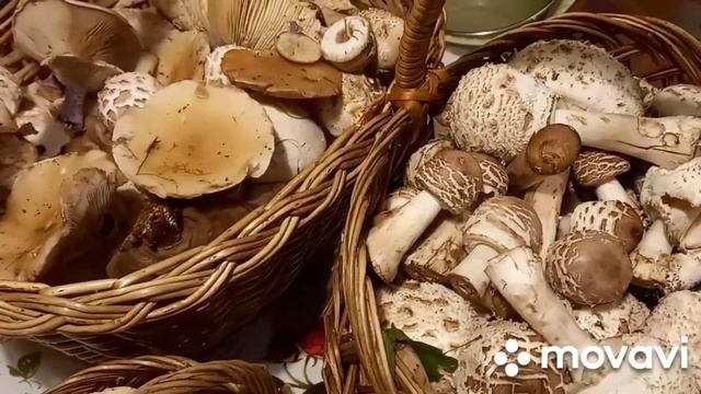 ‼️ЧТО ЖЕ Я БУДУ ГОТОВИТЬ ИЗ ГРИБОВ ЗОНТИКОВ❓???‼️