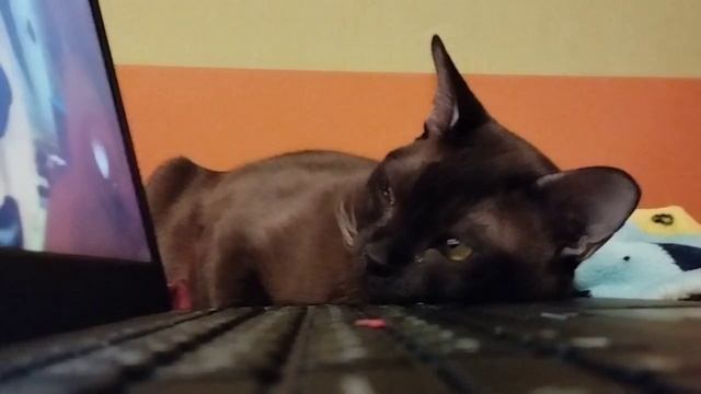 Кот бурманский смотрит мультики