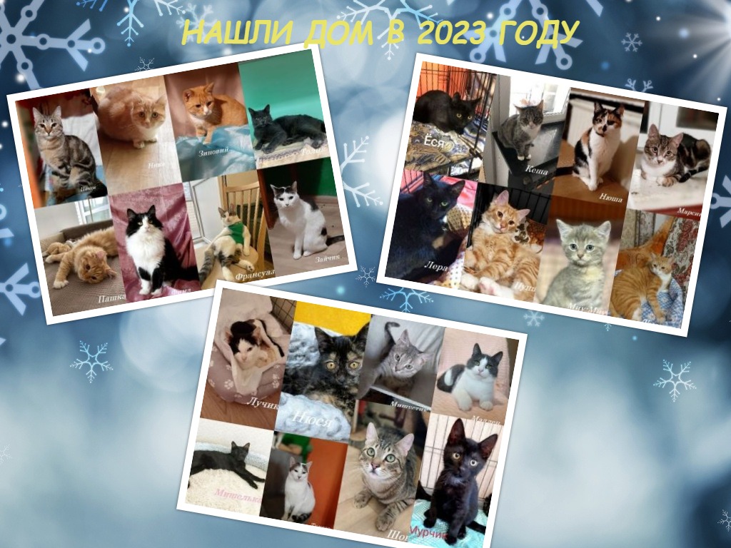 Желаем счастья котикам, которые нашли дом в 2023г! Пусть все "Мурзилки" поскорее станут домашними🙏