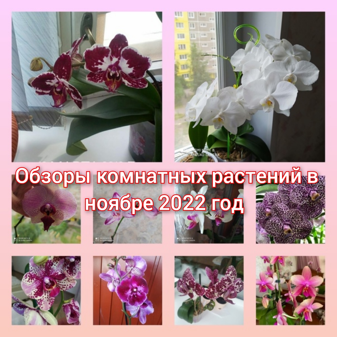 Обзор комнатных растений в ноябре 2022 год ?