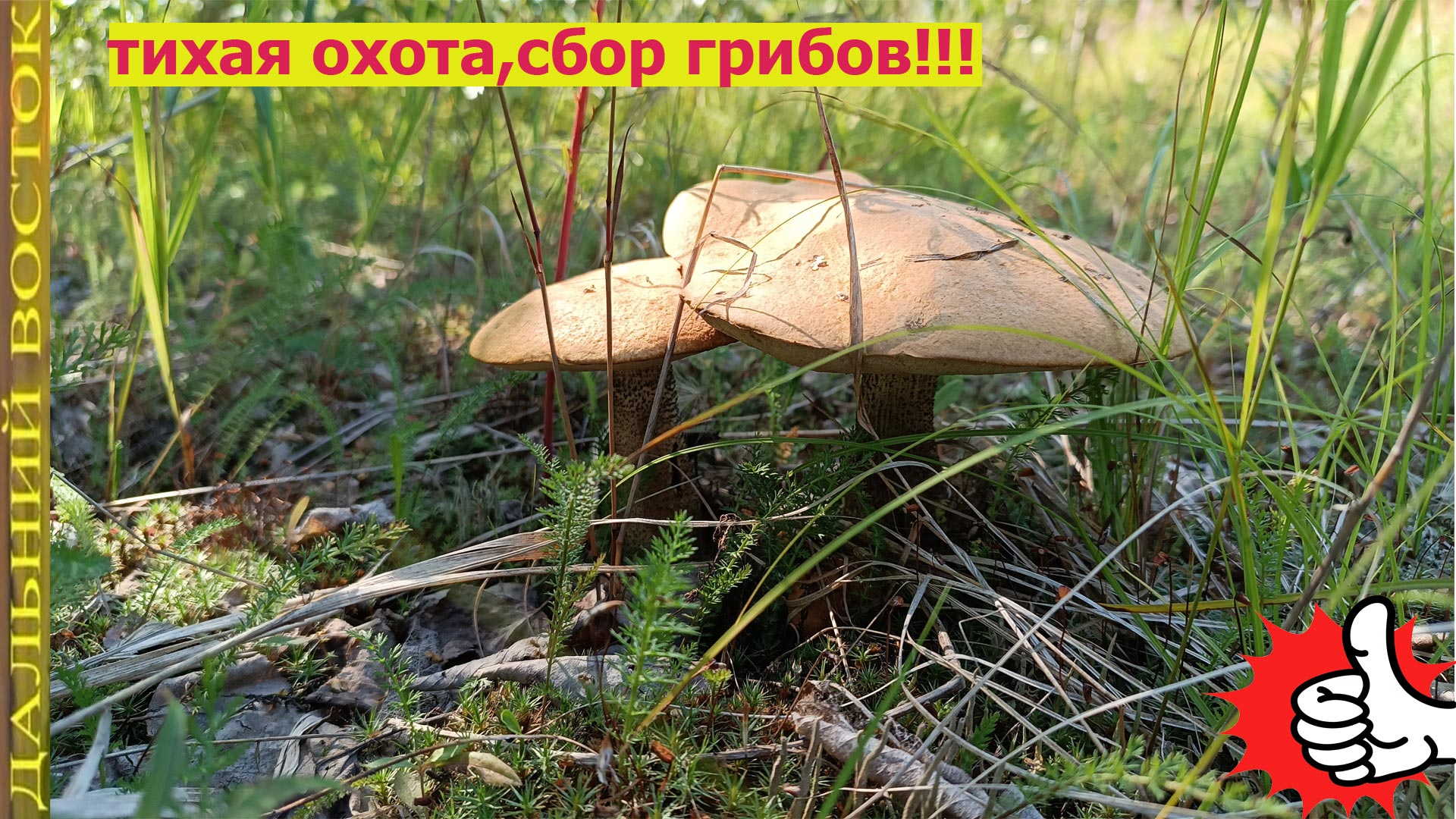 Тихая охота. Прогулка по лесу!!!.avi