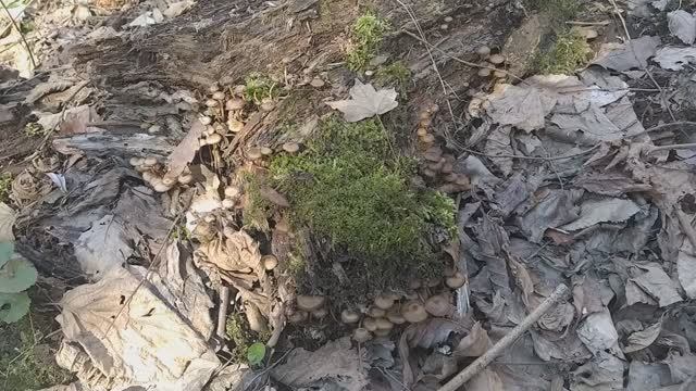 Прогулка по лесу 25 февраля 2024 года.