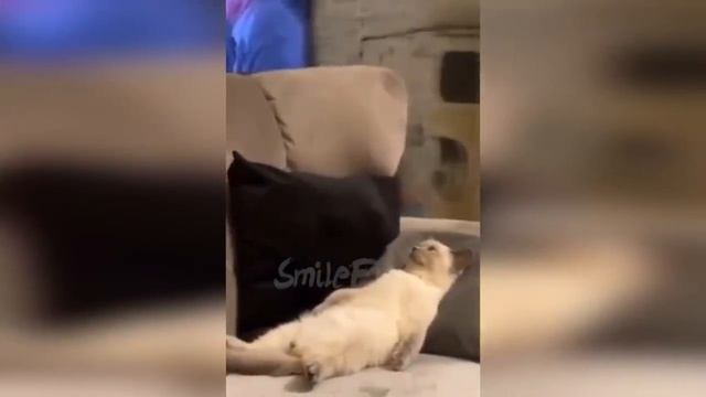 КОШКИ 2021 СМЕШНЫЕ КОТЫ И КОШКИ ПРИКОЛЫ С КОТАМИ И КОШКАМИ Funny Cats.mp4