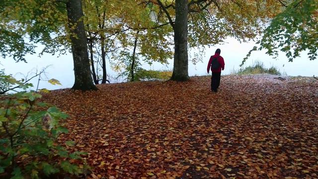 Озеро Бюгхольм (Bygholm sø), Хорсенс, Дания. 25 октября 2020 г.