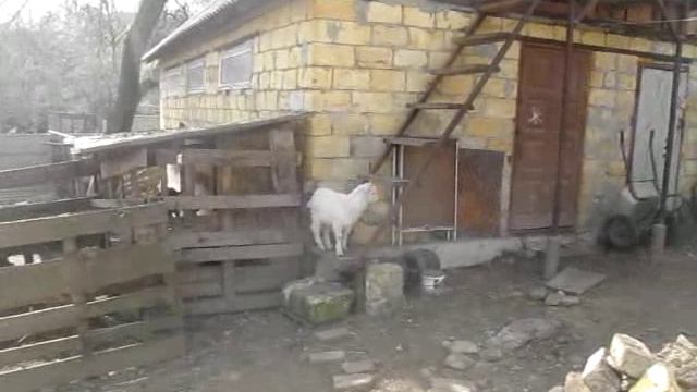 как Мушка запрыгивает на крышу