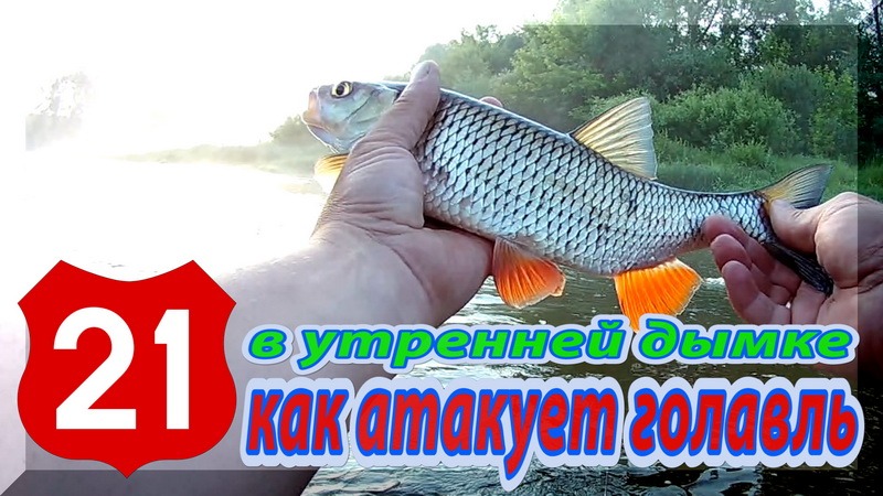Дерзкие поклевки голавля! Голавль атакует 21. Ловля голавля на спиннинг.