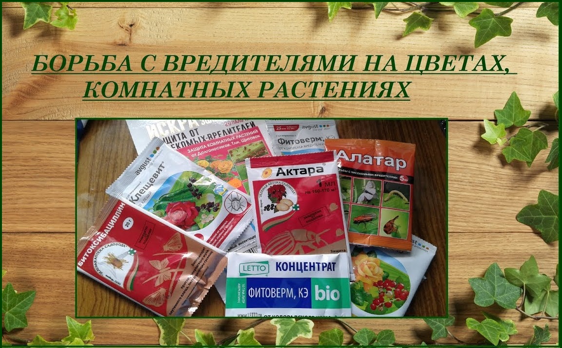 Борьба с вредителями на цветах, комнатных растениях. Как выбрать пестицид